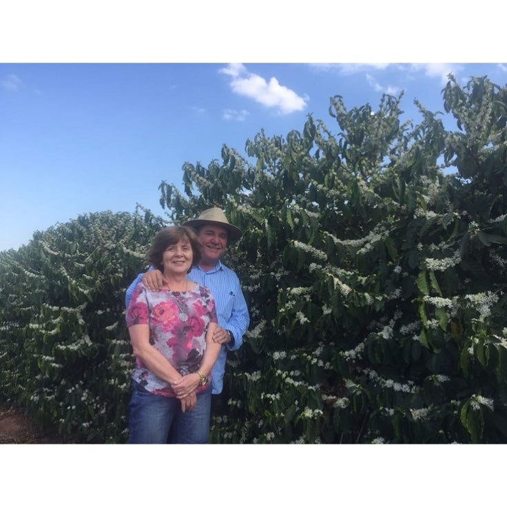 【COFFEE】BRAZIL -GUARIROBA GEISHA- – AMBER HOLIC.